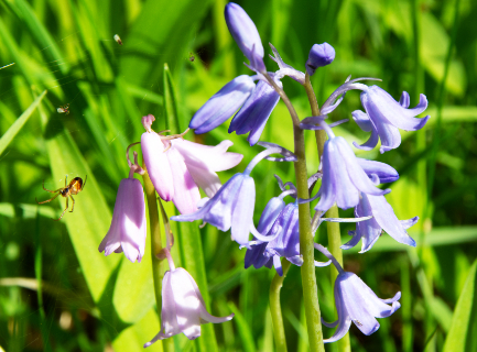 Maryburgh Hub - Maryburgh Community Woodland Plant Hunt Spring 2025